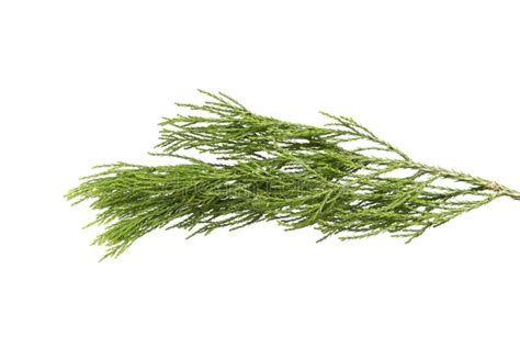 A Branch Of The Sequoiadendron Giganteum Sequoia Tree On White