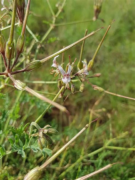 Pelargonium D H International Geraniaceae Group
