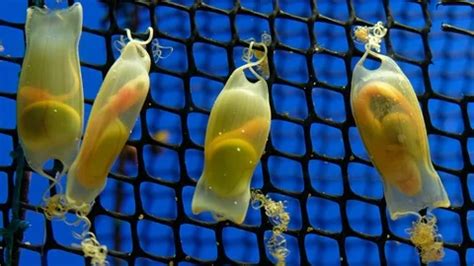 Coral Catshark Egg Photo 11 My Expected Bamboo Catshark When Back