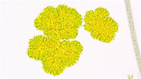 Algal Biorefinery Images Stock Photos D Objects Vectors Shutterstock