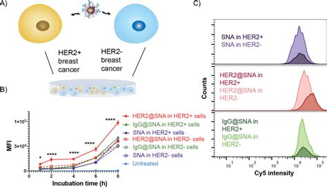 Selective Cellular Uptake Of The Monoclonal Her2 Antibody Adsorbed