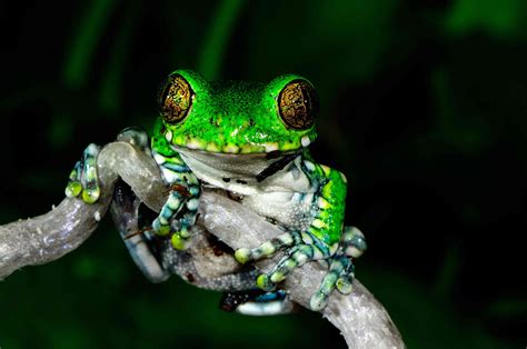Jewels Of The Forest The Fascinating World Of Tree Frogs