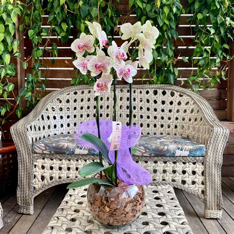 Orquídea Menina Dos Olhos Winterflor