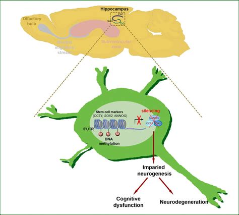 Dna Methylation Deregulates Neurogenesis In Huntingdons Disease Hd Download Scientific