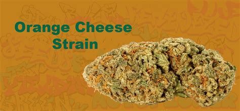 Cheese Strain 🧀 Review And Information Cannabis Md 2023