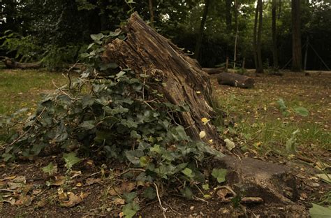 Trips Trilinear Point Splatting