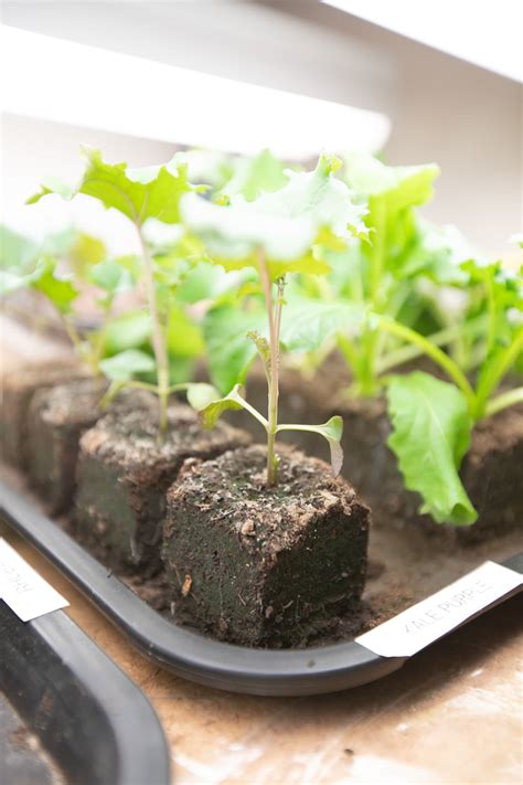 Soil Block Recipe And How To Lady Lees Home Soil Block Recipe And How To Lady Lees Home