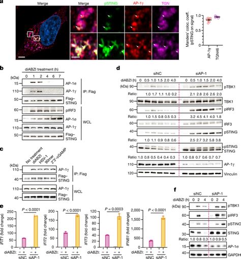 ap 1 binding directs sting degradation to limit immune activation a
