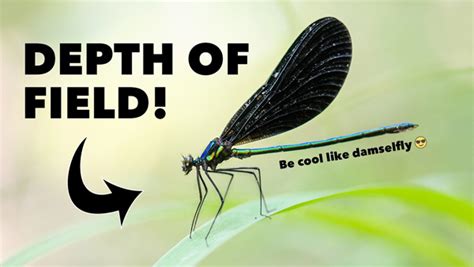 How Depth Of Field Dramatically Affects The Look Of Your Photographs VIDEO Shutterbug