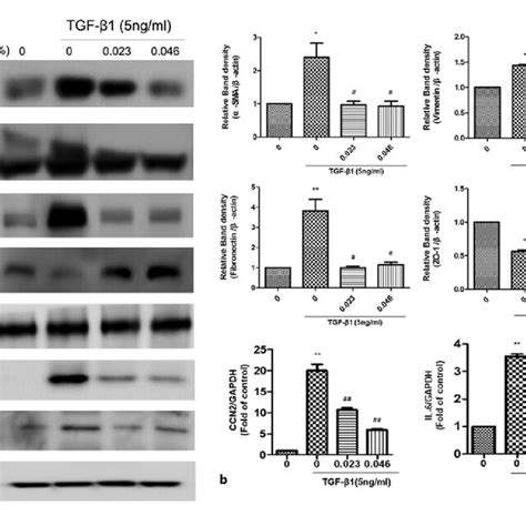 Western Blot Analysis Of α Sma Vimentin Fibronectin Zonular