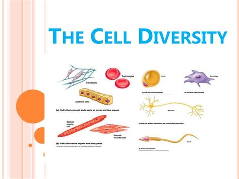 Cell And Cell Organelles Pptx