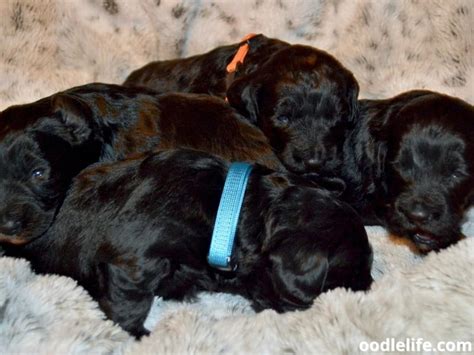Best Cockapoo Rescue Ny Best Cockapoo Rescues In New York Oodlelife®
