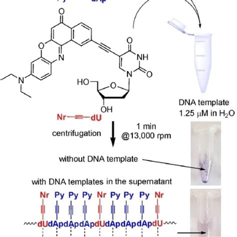 Top Structure Of The Pyrene‐adenine And Nile Red‐uracil Derivatives