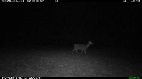 Roe Deer Object Detection Dataset By Ai Prj