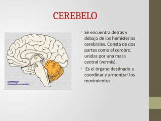 Aparatos Y Sistemas Anatomia Del Cuerpo Humano Pptx
