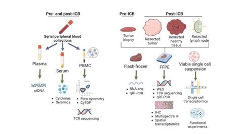 Immune Checkpoint Blockade Prior To Surgery Promising In Multiple