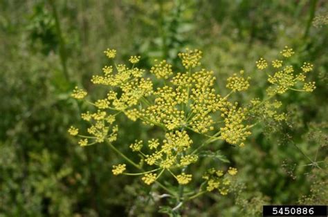 Wild Parsnip Vermont Invasives