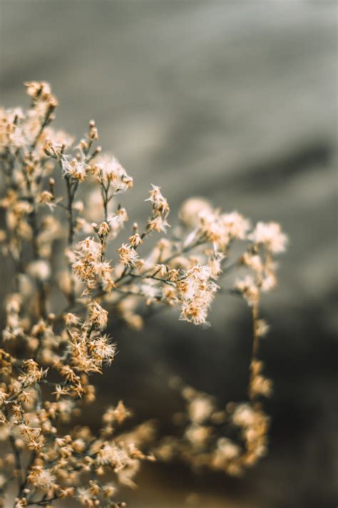 무료 이미지 봄 아침 갈색 햇빛 잔디 닫다 분기 유기체 야생화 나무 매크로 사진 사진술 작은 가지 겨울 식물 줄기 벚꽃 파슬리 가족 가을