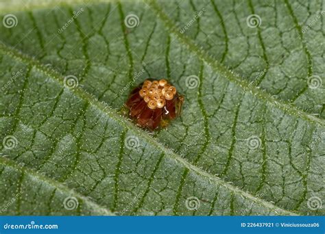 Assassin Bug Eggs Stock Image Image Of Eggs Entomology 226437921