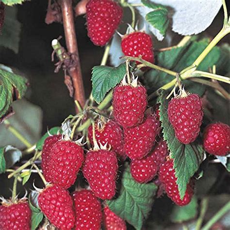 Importance Of Proper Raspberry Plant Spacing For Healthy Growth Blog Rustic Roots Living
