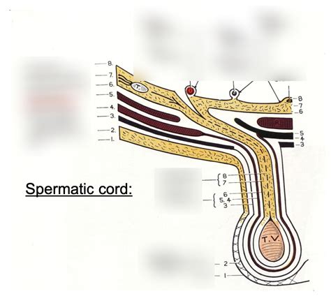 Scrotum Diagram Quizlet