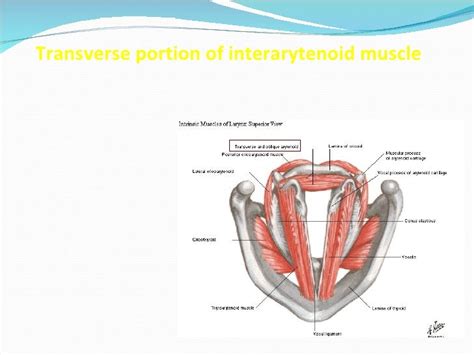 E N T Anatomy And Physiology Of Larynx If Chalabe