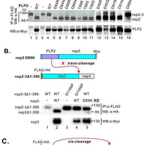Effect Of Point Mutations On Plp2 Protease Activity A Trans Cleavage