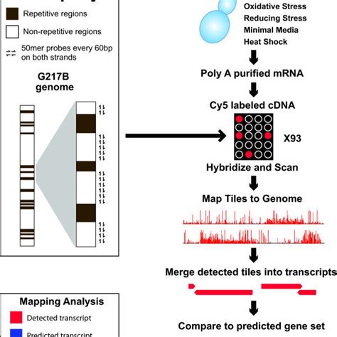 Histoplasma Capsulatum Is A Dimorphic Fungal Pathogen Histoplasma