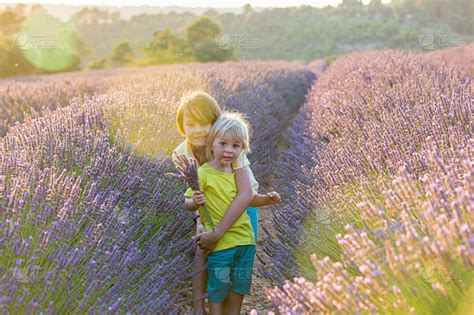 可爱的小男孩美丽的男孩在薰衣草的田野里玩耍