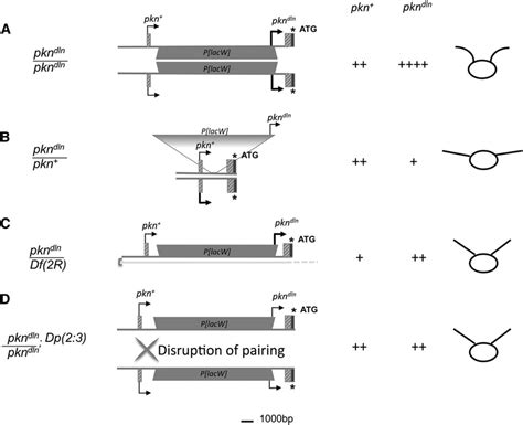 Pairing Dependence Of Pkn Dln Expression As A Working Model To Explain Download Scientific