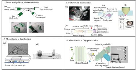 1 a schematic design of sperm sorting microfluidic device b
