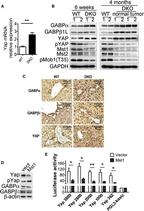 Mst1 Mst2 Dko Cells Exhibit Enhanced Expression Of The Yap Gene And