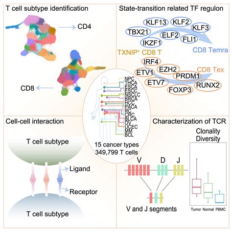 Identification Of Shared Characteristics In Tumor Infiltrating T Cells Across 15 Cancers