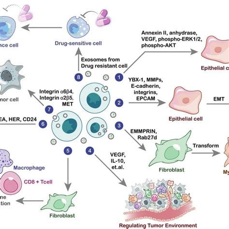 The Role Of Exosomal Proteins In Cancer Biology Exosomal Proteins Play Download Scientific
