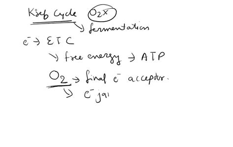 Solved The Krebs Cycle Does Not Require Oxygen Yet The Krebs Cycle Does Not Take Place In