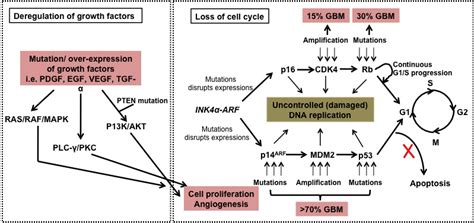 Primary Gbm Is Associated With Mutations Of Genes Which Regulate