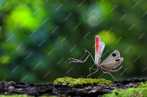 Premium Photo Colorful Grasshopper Pre Copulatory Peacock Mantis