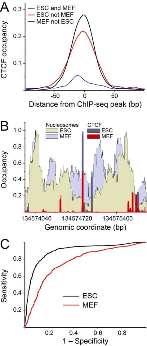 figure s5 the interplay of ctcf binding and nucleosome positioning