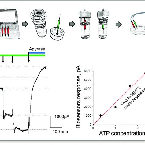 Calibration And Analysis Of The Sensitivity Of Atp Biosensors A