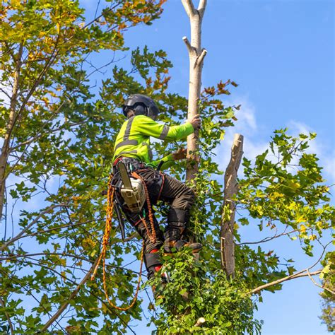 Phillips Tree Service Kingston