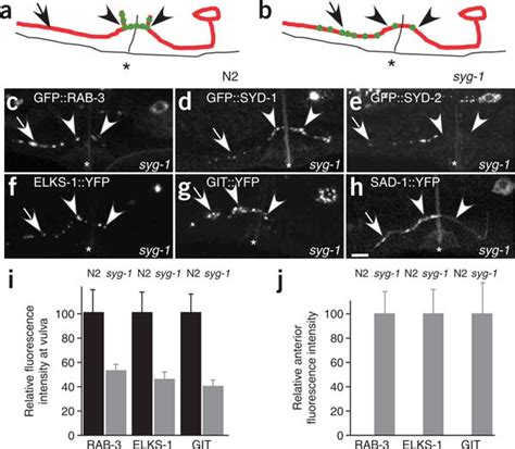 Hierarchical Assembly Of Presynaptic Components In Defined C Elegans Synapses Pmc