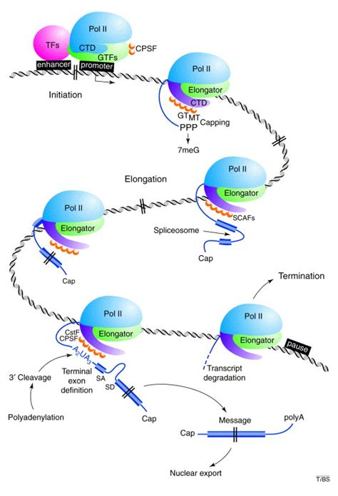 Rna Processing