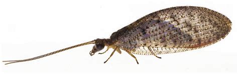 Brown Lacewing Bugguidenet