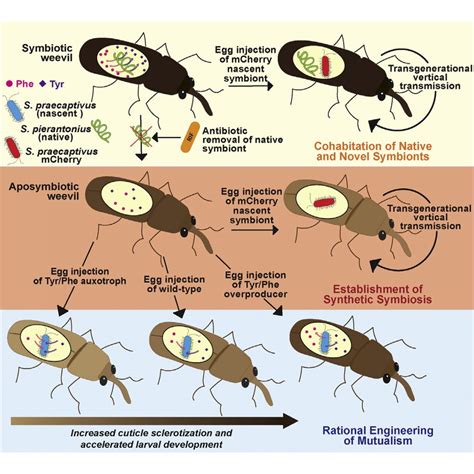 Rational Engineering Of A Synthetic Insect Bacterial Mutualism