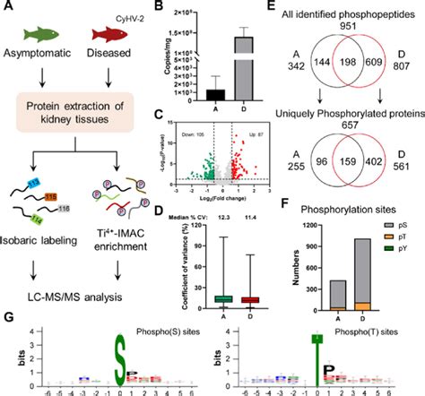 Global Quantitative Proteomics And Phosphoproteomics Upon Cyhv 2 Download Scientific Diagram