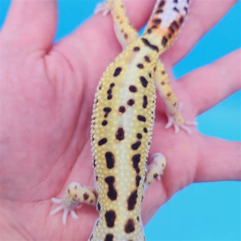 Male Hyper Xanthic Bold Spot White And Yellow Leopard Gecko Geeky Gecko