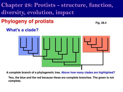 Ppt Chapter 28 Protists Structure Function Diversity Evolution