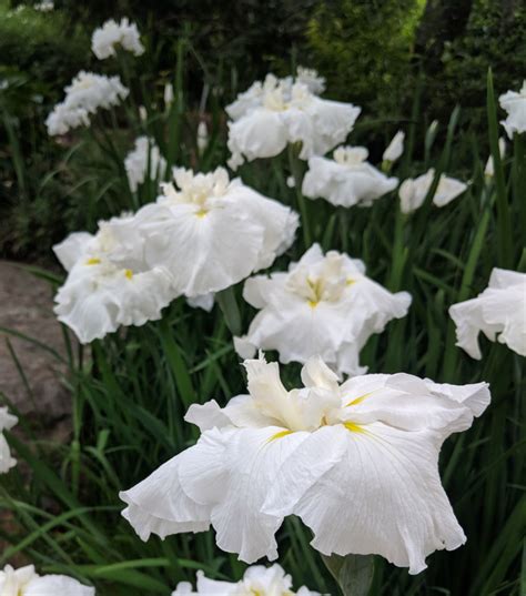 Japanese Irises Stunning Flowers For Your Garden White Irises