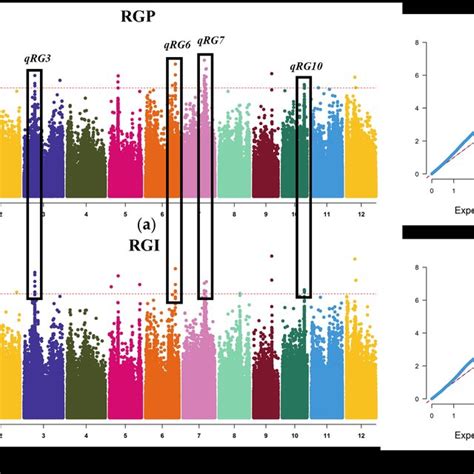 manhattan plots and quantile quantile q q plots of gwas for the salt