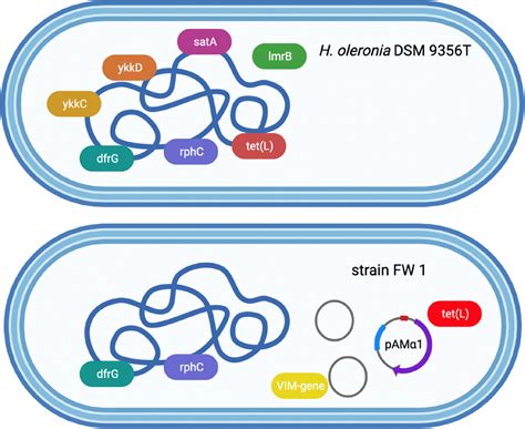 Characterisation Of Meropenem‐resistant Bacillus Sp Fw 1 Isolated From